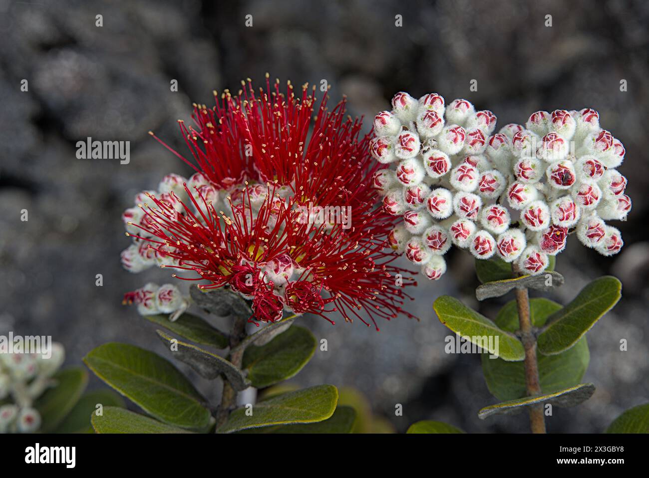 Ohia lehua blossom hi-res stock photography and images - Alamy