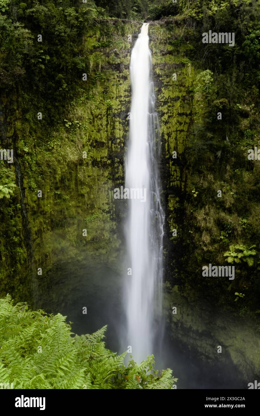 Akaka falls in Hilo, Hawaii Stock Photo - Alamy