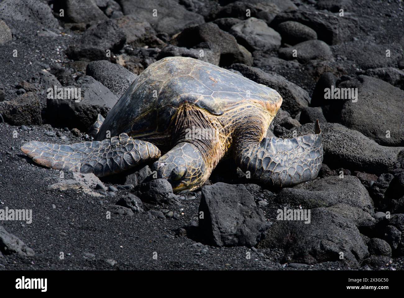 Closeup turtle rest on sand hi-res stock photography and images - Alamy