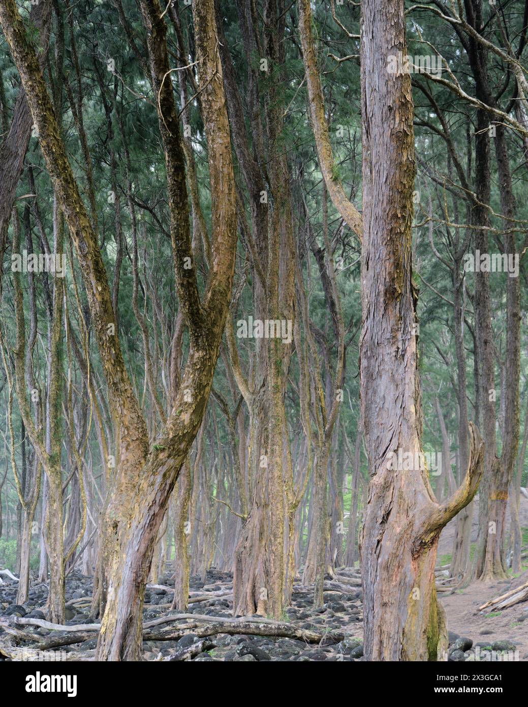 Rainbow and pine trees hi-res stock photography and images - Alamy