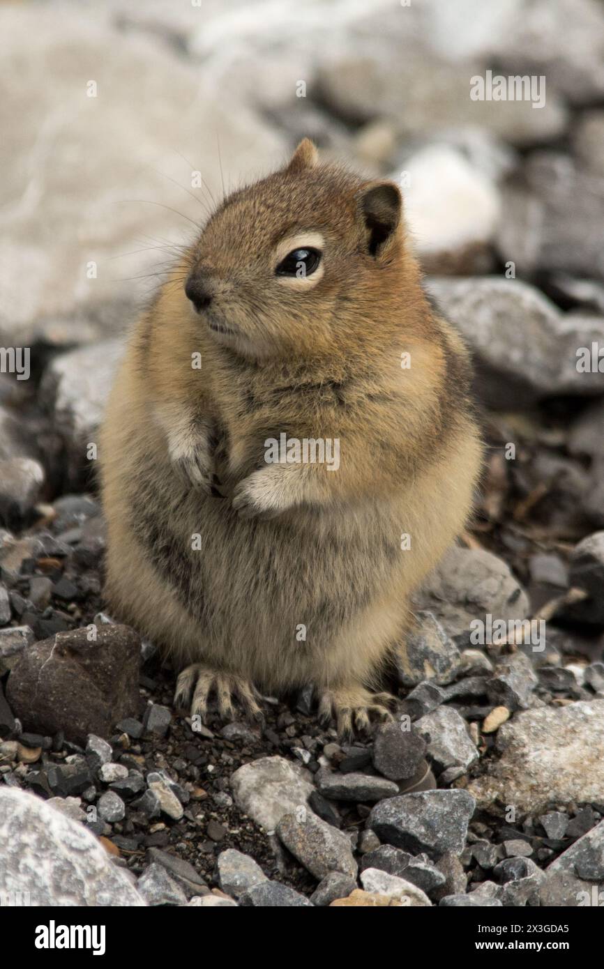 golden-mantled ground squirrel living at the footstep of Wilcox trail ...