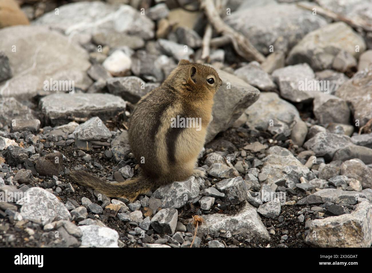 golden-mantled ground squirrel living at the footstep of Wilcox trail ...