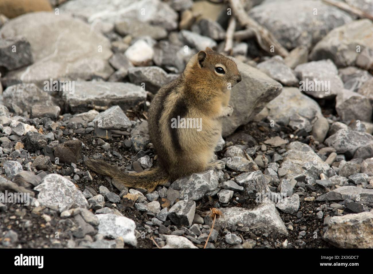 golden-mantled ground squirrel living at the footstep of Wilcox trail ...