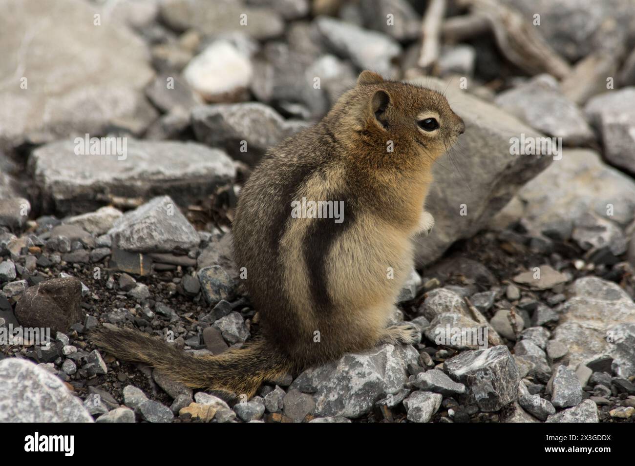golden-mantled ground squirrel living at the footstep of Wilcox trail ...