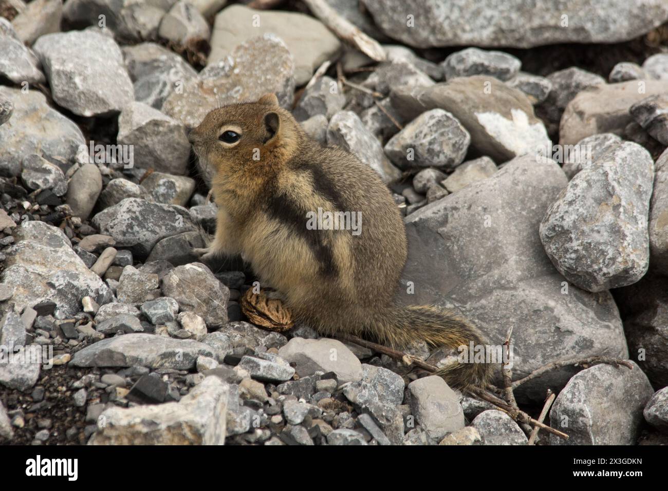 golden-mantled ground squirrel living at the footstep of Wilcox trail ...