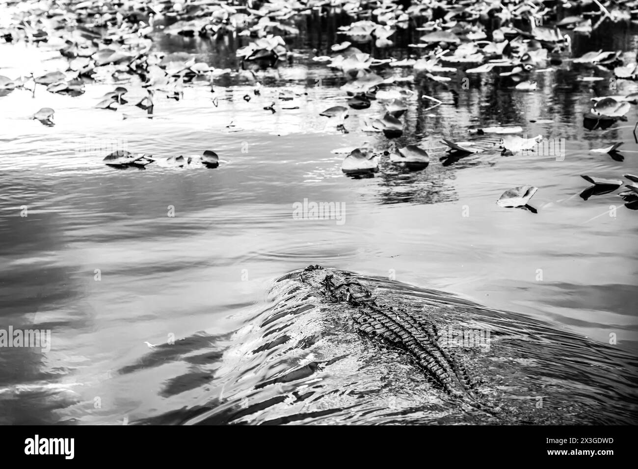 American Allegator swimming in marsh swamp water in the Everglades ...