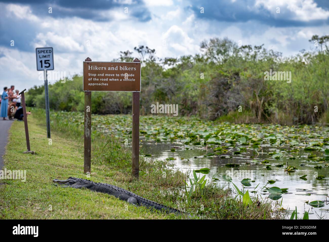 American alligator sitting along a footpath from Otter Cave Hammock ...