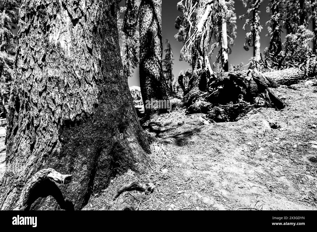 Charred remains in Lassen Volcanic National Park after a forest fire ...