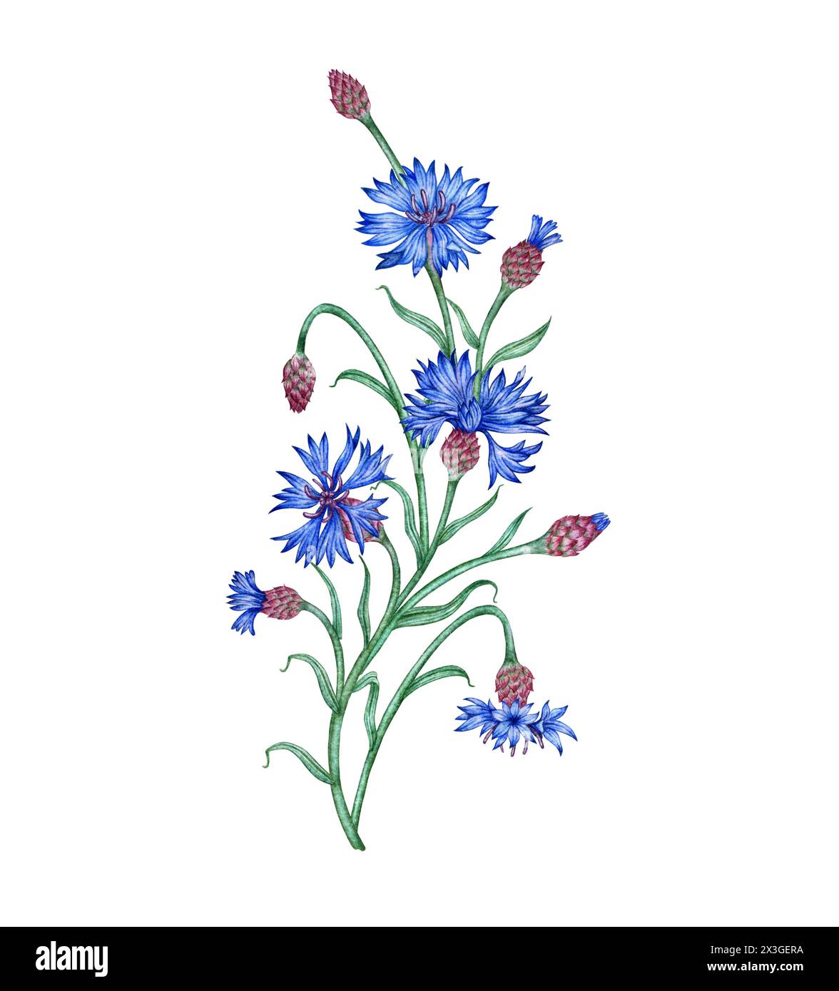 Watercolor illustration of a composition of blue cornflowers flowers ...