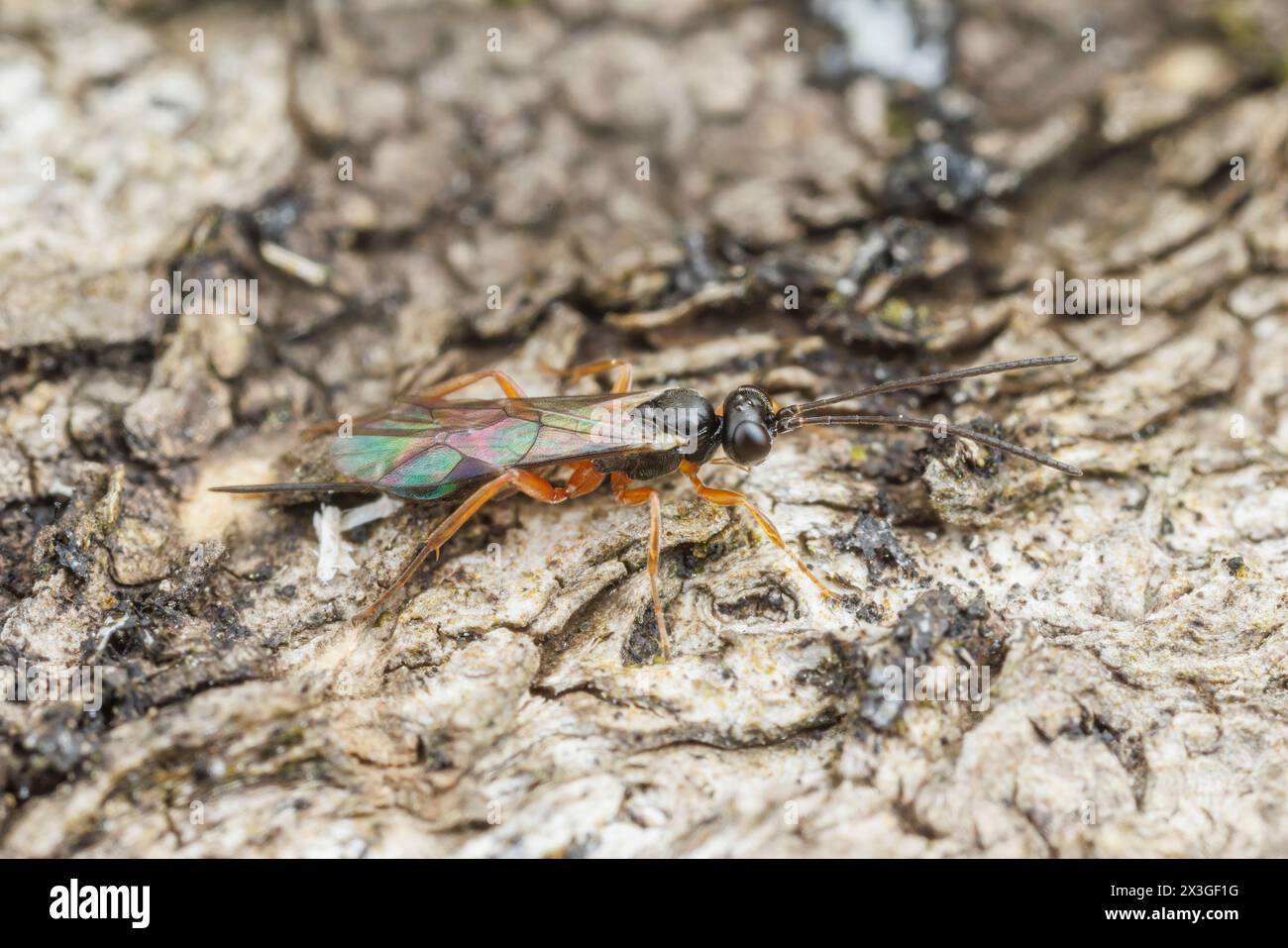 Ichneumonid Wasp (Ichneumonidae Stock Photo - Alamy