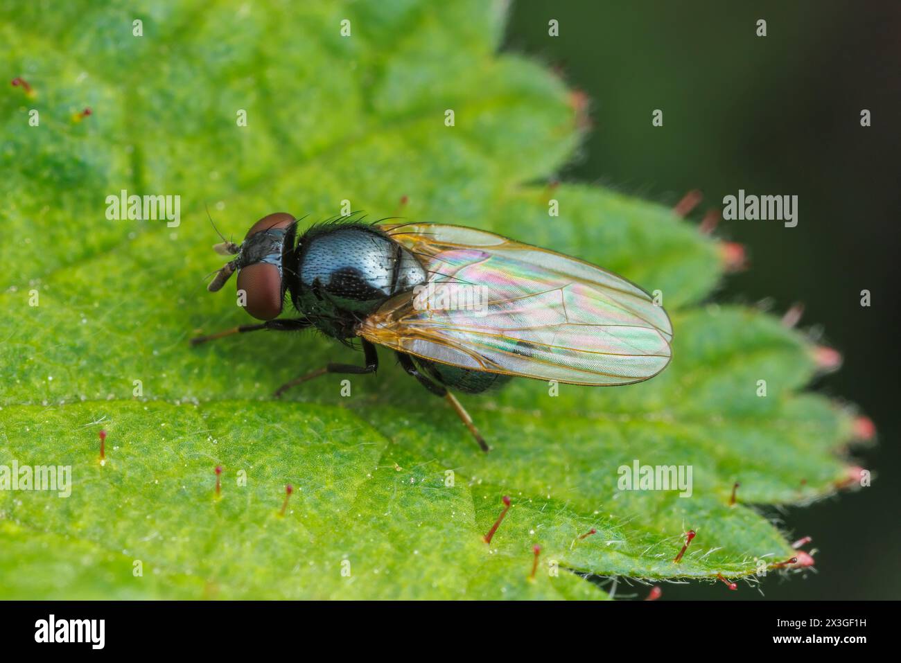Lance Fly (Lonchaea sp Stock Photo - Alamy