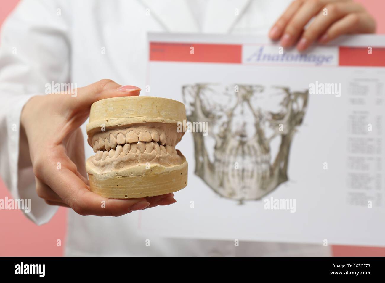 Doctor holding dental model with jaws and visualization of human ...