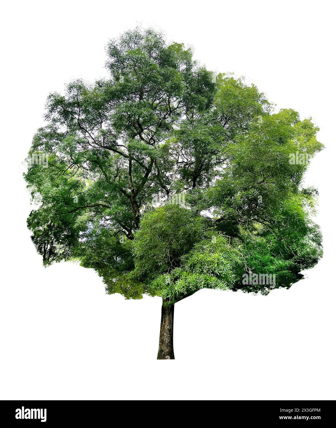 Beautiful scene land trees Cut Out Stock Images & Pictures - Alamy