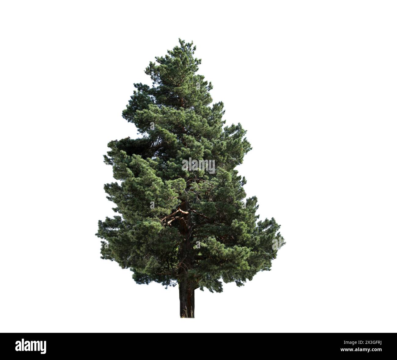 Scenic pine woodland Cut Out Stock Images & Pictures - Alamy