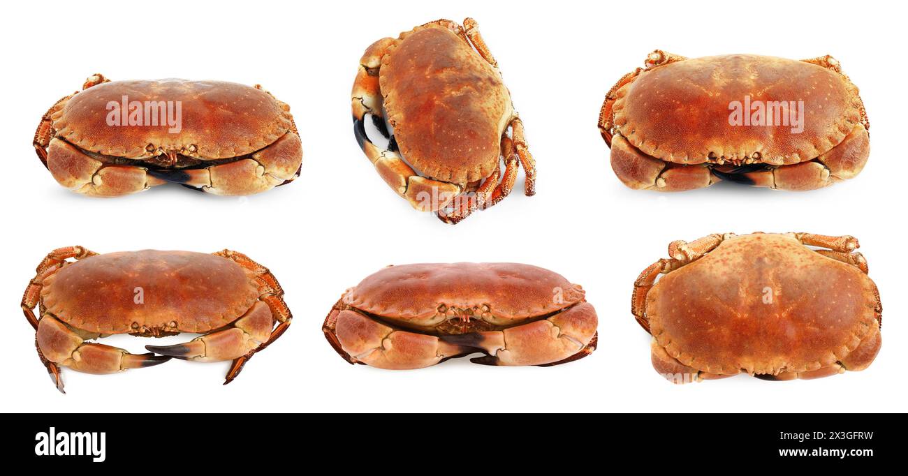 Fresh cooked crab isolated on white, set Stock Photo - Alamy