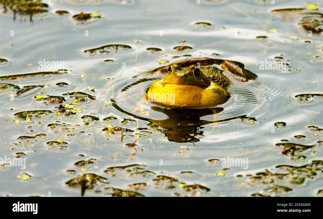 An American bullfrog hides in the shallows of a northern Wisconsin lake ...