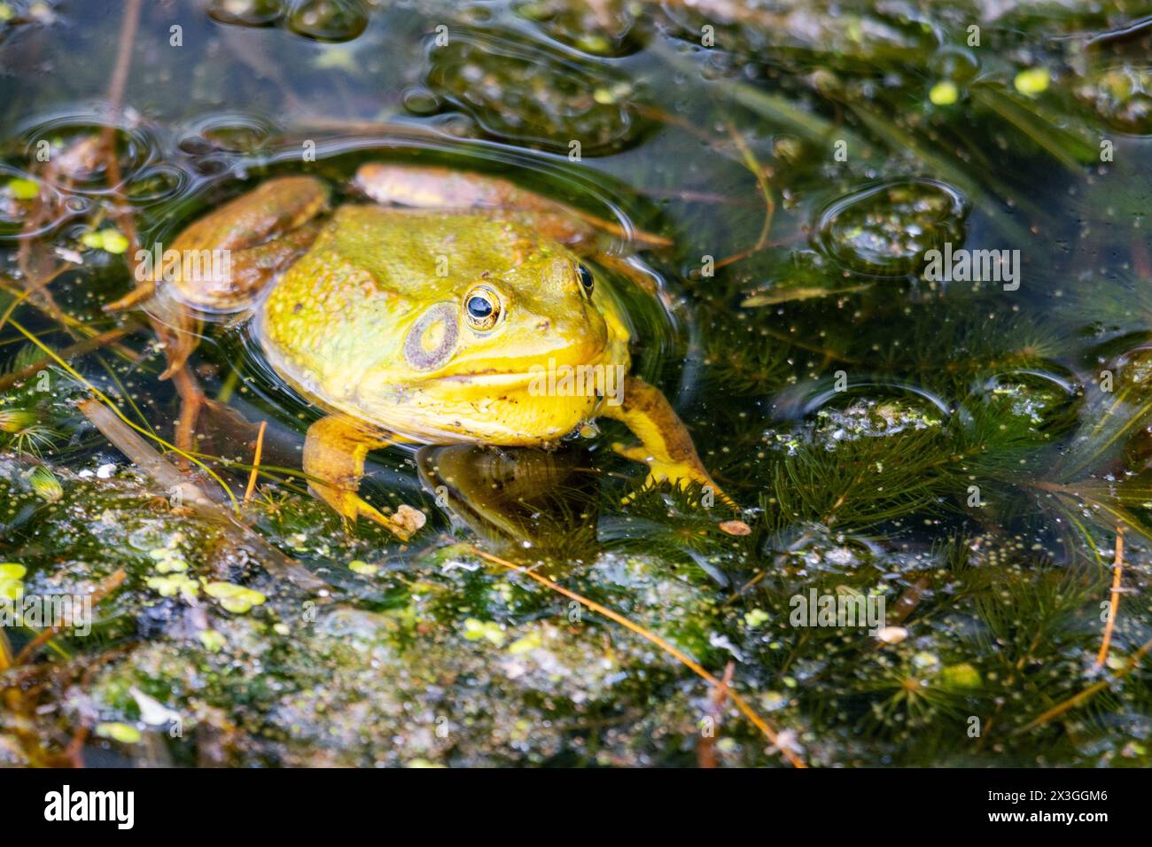 An American bullfrog hides in the shallows of a northern Wisconsin lake ...