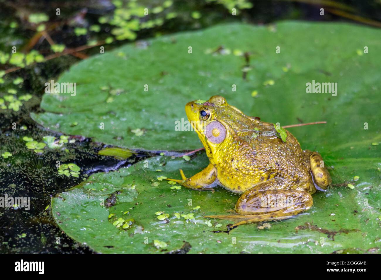 An American bullfrog hides in the shallows of a northern Wisconsin lake ...