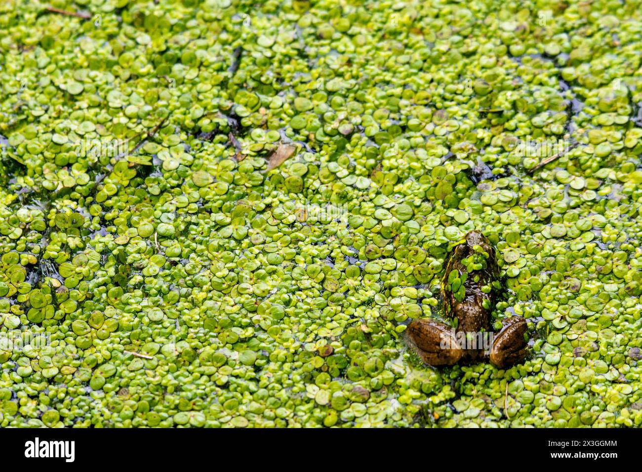 An American bullfrog hides in the shallows of a northern Wisconsin lake ...