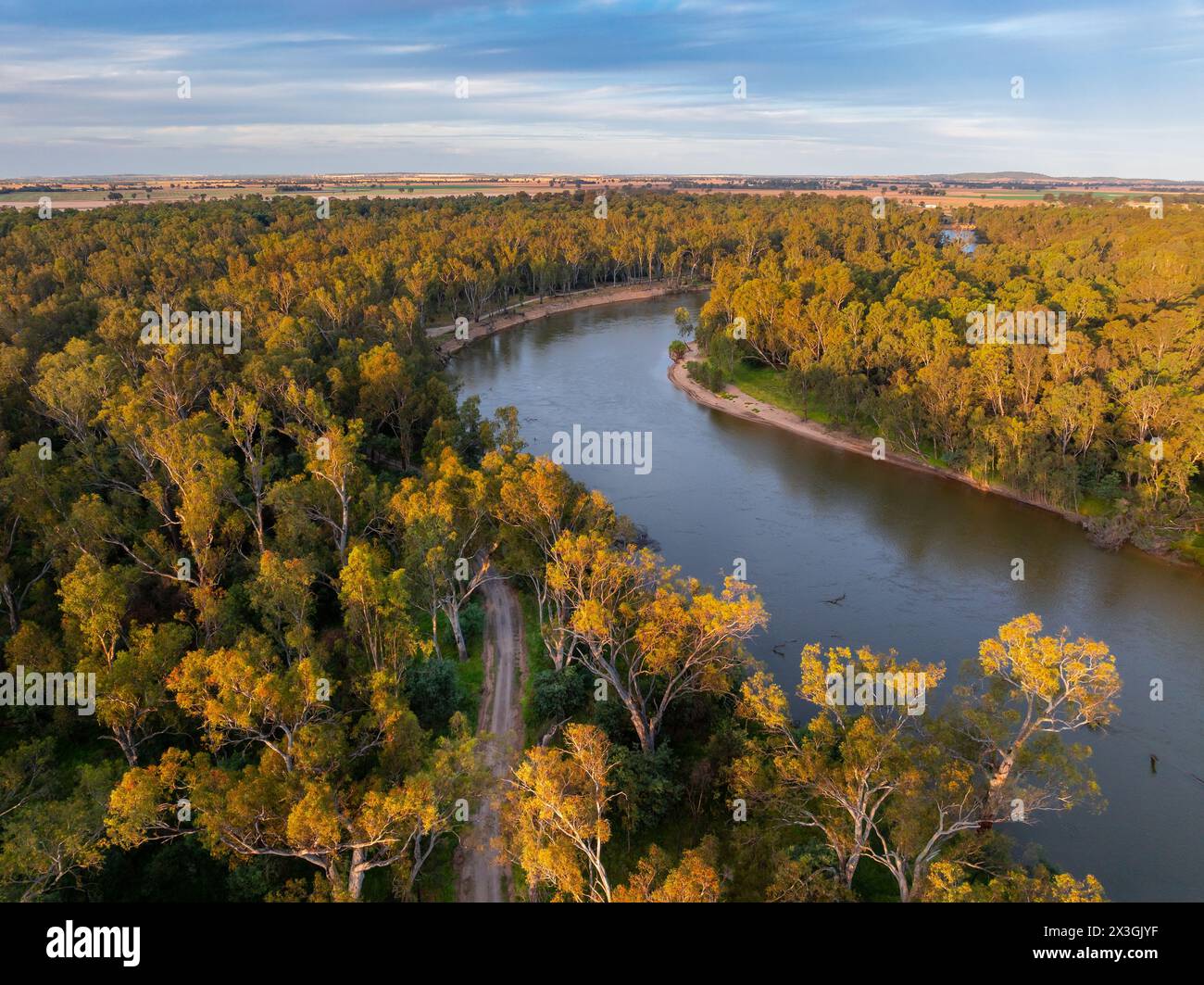 Aerial view of a wide river lined with gum trees in morning sunshine ...