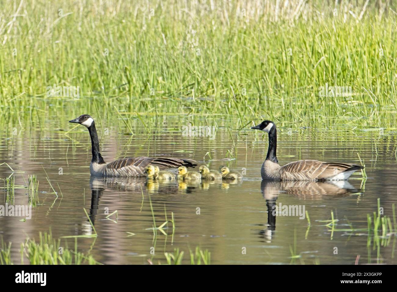 Two Canadian Geese swim with their goslings in a small pond at Turnbull ...