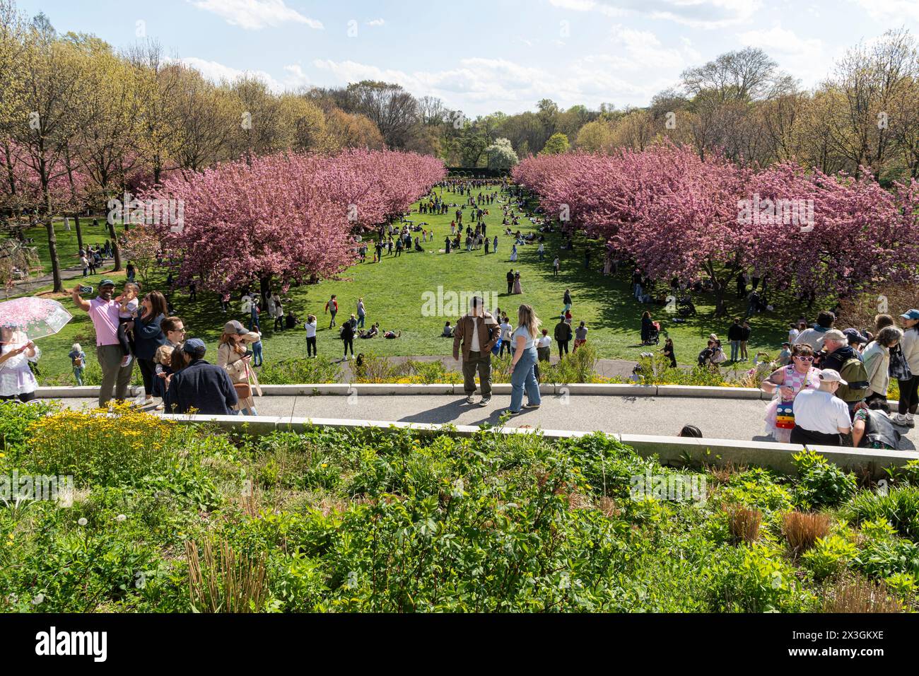 Cherry trees esplanade at the Brooklyn Botanic Gardens during the ...