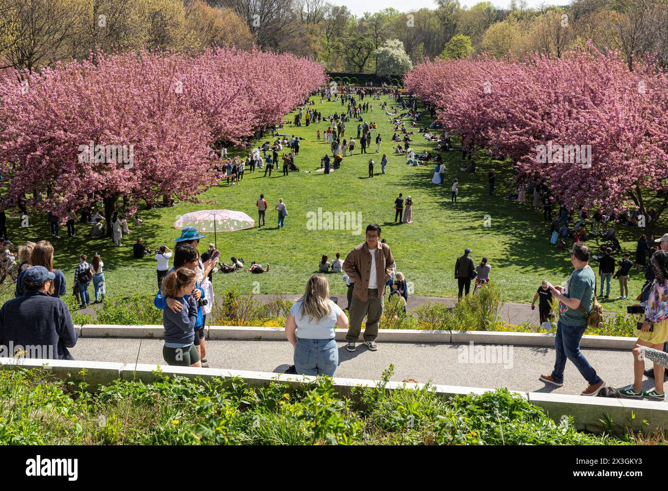 Cherry trees esplanade at the Brooklyn Botanic Gardens during the ...