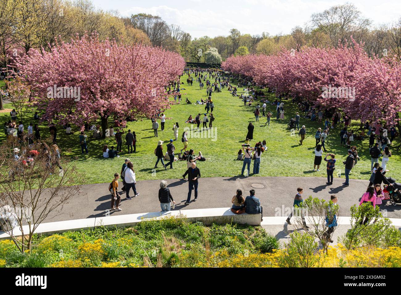 Cherry trees esplanade at the Brooklyn Botanic Gardens during the ...