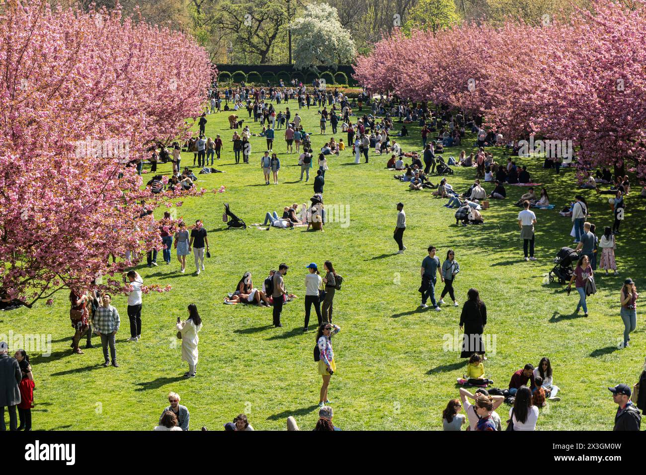 Cherry trees esplanade at the Brooklyn Botanic Gardens during the ...