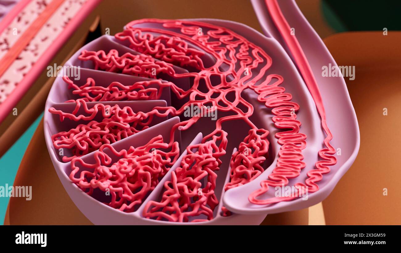 Illustration showing the interior of a testis (oval), the epididymis (c ...