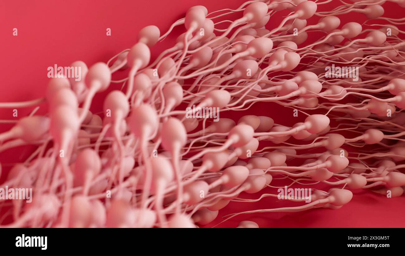 Illustration of newly developed sperm cells (spermatozoa) within a ...