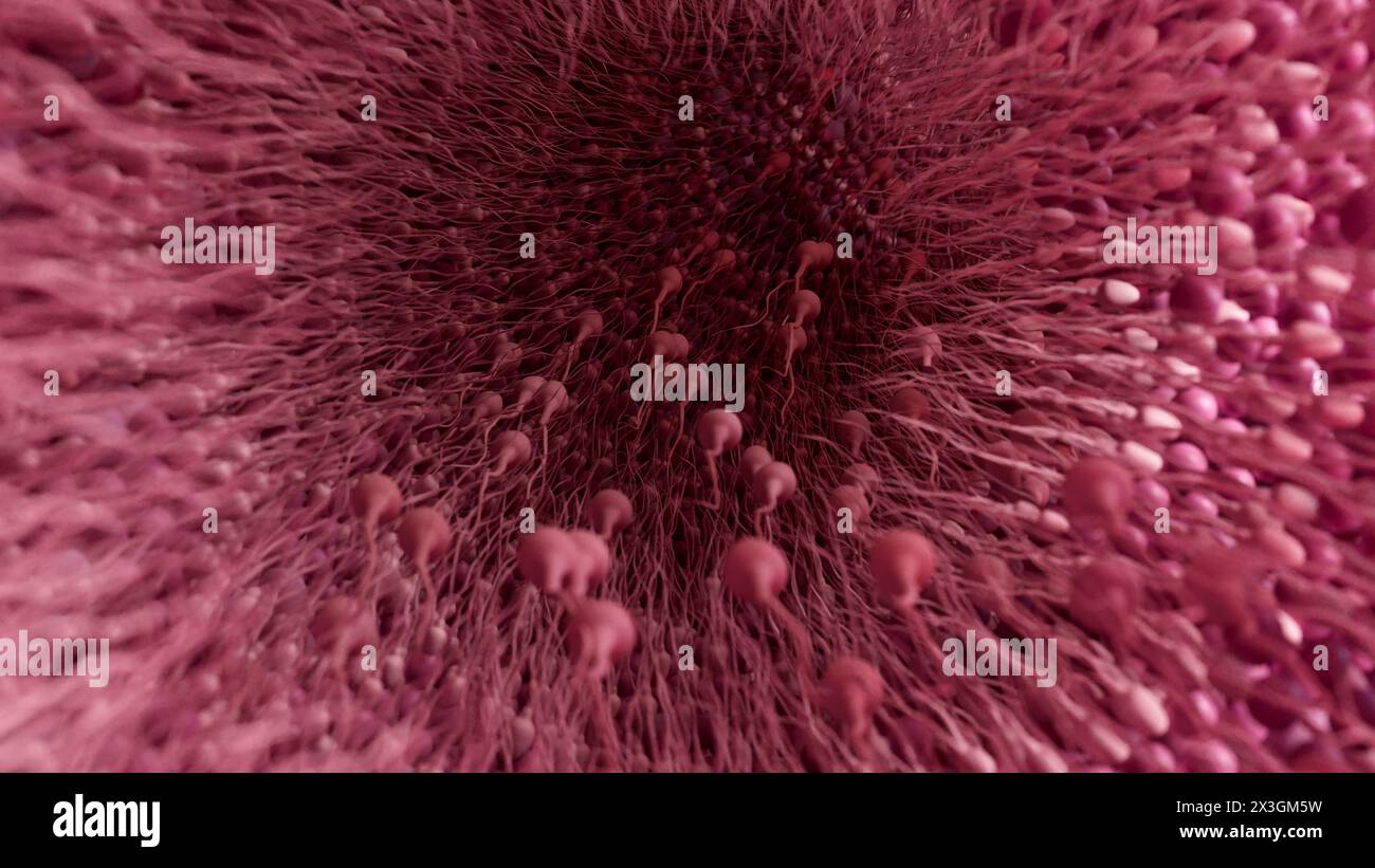 Illustration of newly developed sperm cells (spermatozoa) within a ...