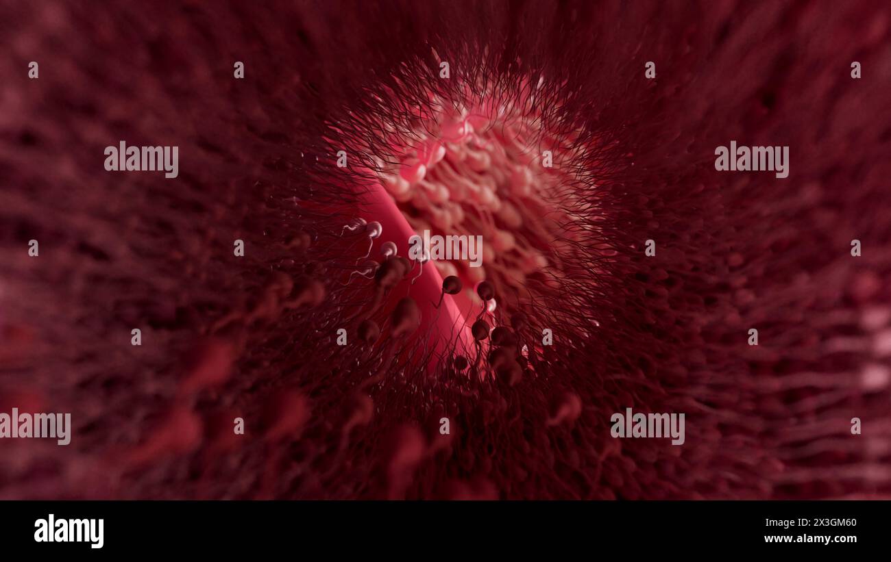 Illustration of newly developed sperm cells (spermatozoa) within a ...