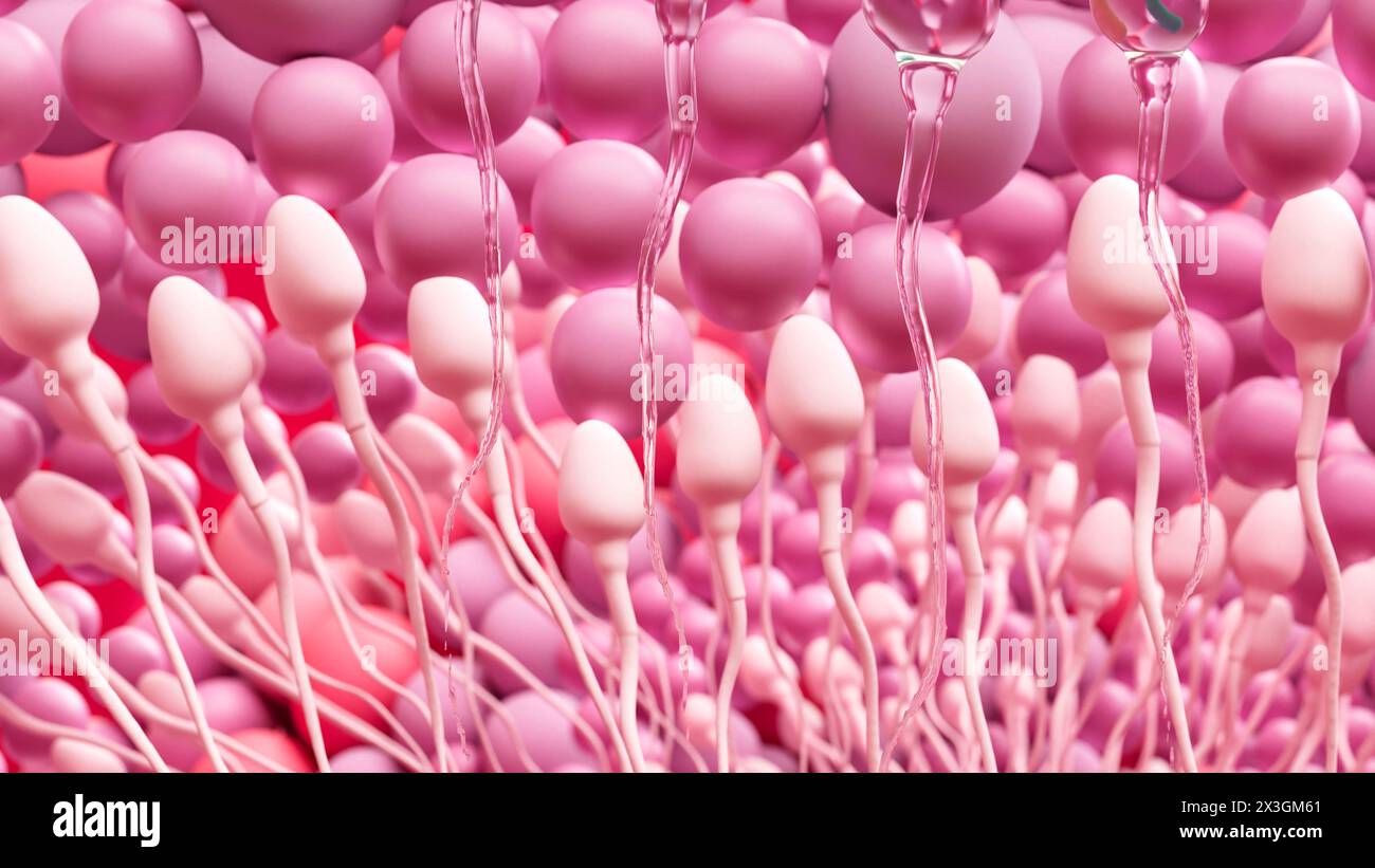 Illustration of newly developed sperm cells (spermatozoa) within a ...