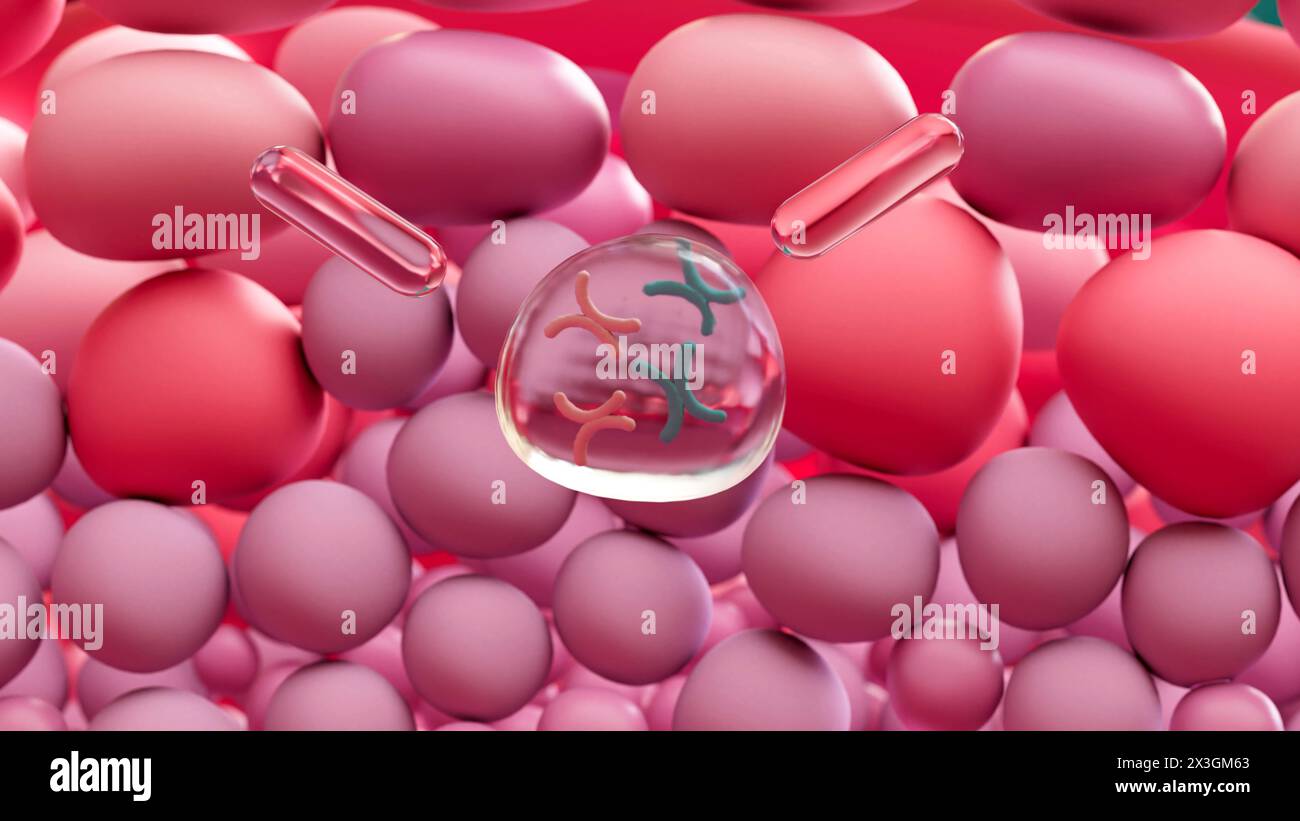 Illustration of a primary spermatocyte (centre), a cell which will ...