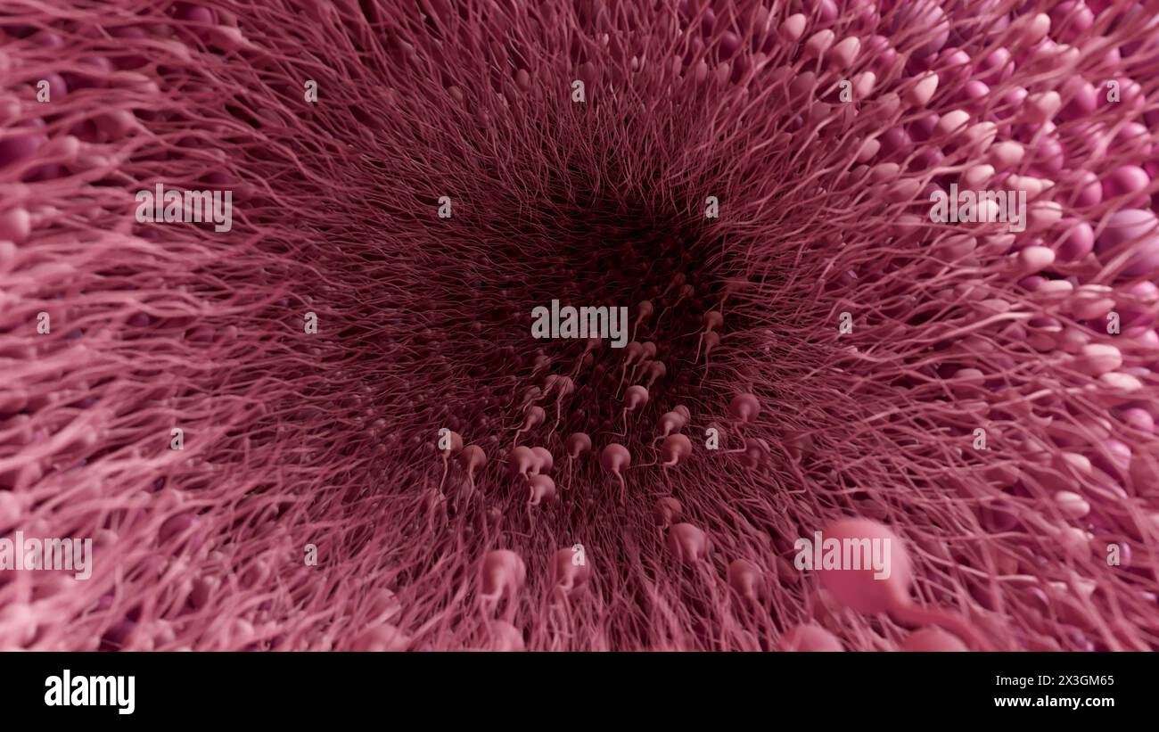 Illustration of newly developed sperm cells (spermatozoa) within a ...