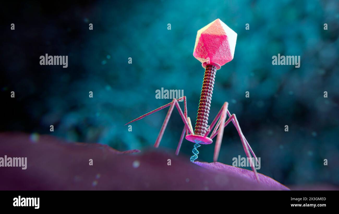 Illustration Of A Bacteriophage Phage Transferring Its Dna Deoxyribonucleic Acid Into A New