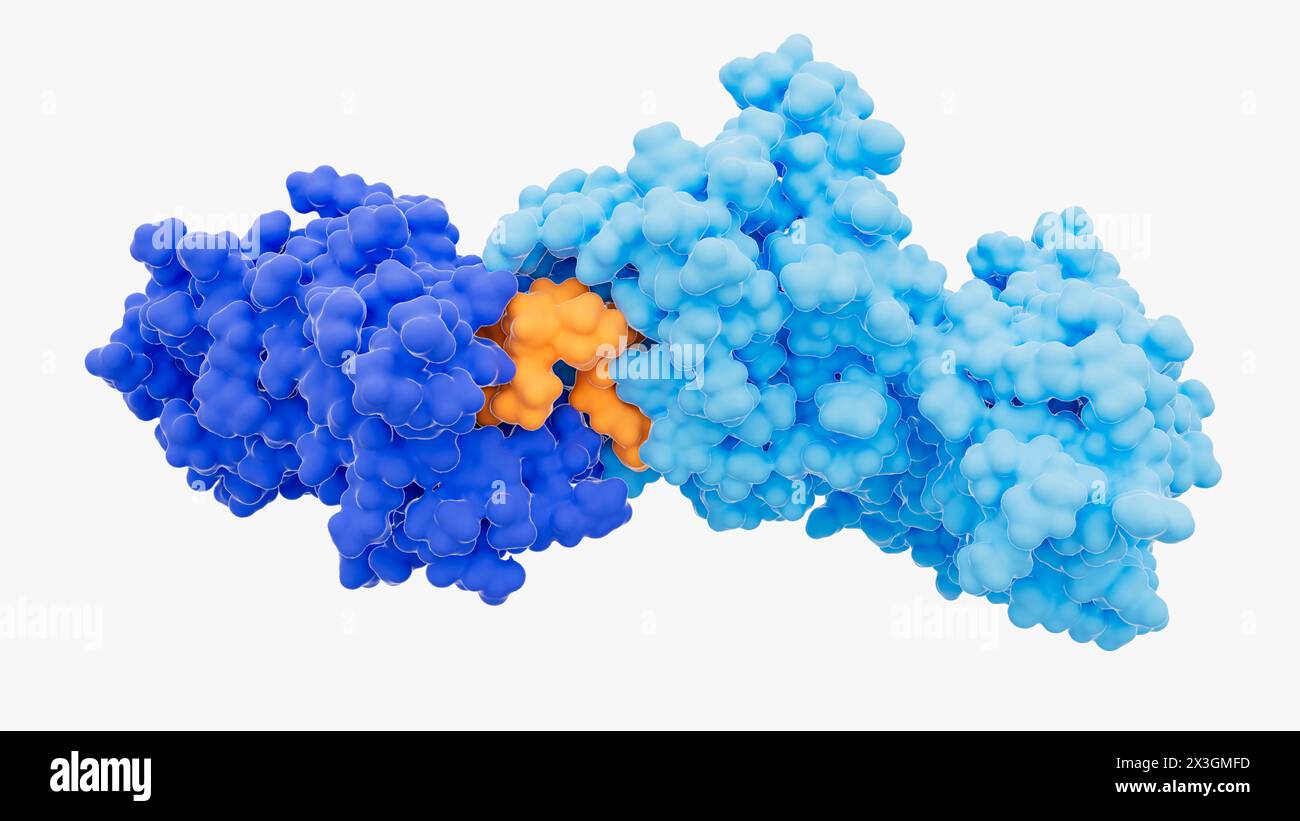 Illustration of a proteolysis-targeting chimera (PROTAC) molecule ...