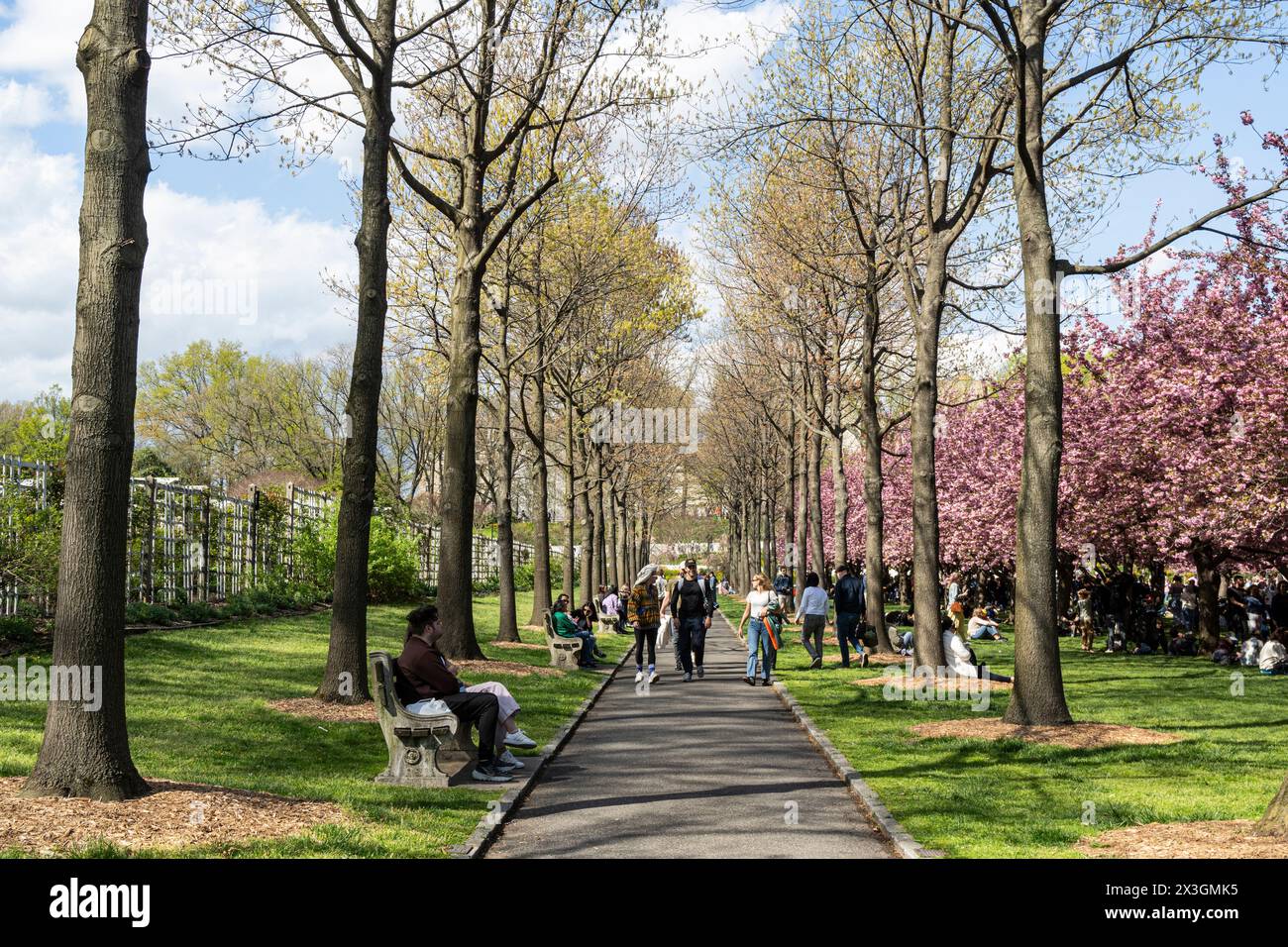 Cherry trees esplanade at the Brooklyn Botanic Gardens during the ...