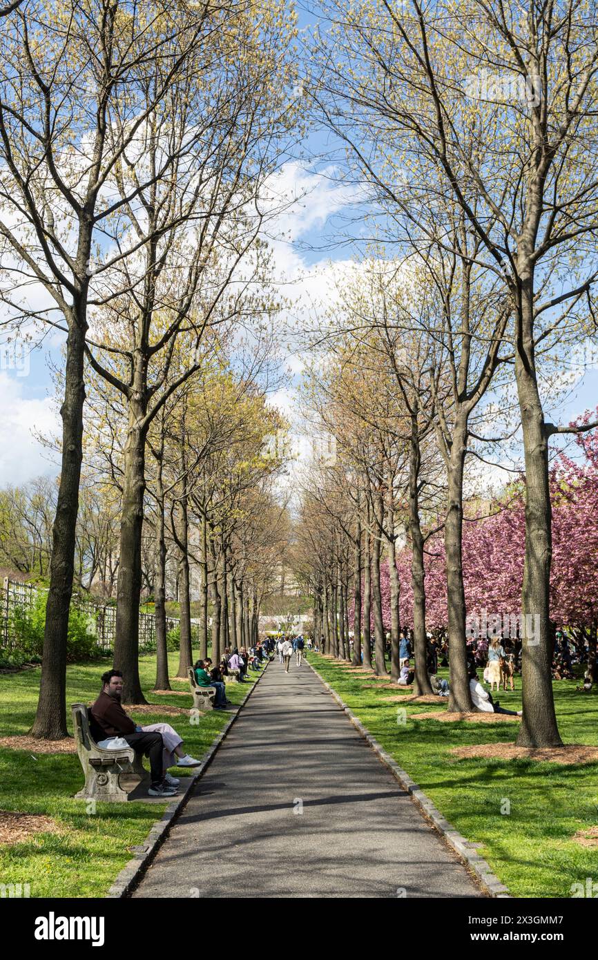 Cherry trees esplanade at the Brooklyn Botanic Gardens during the ...
