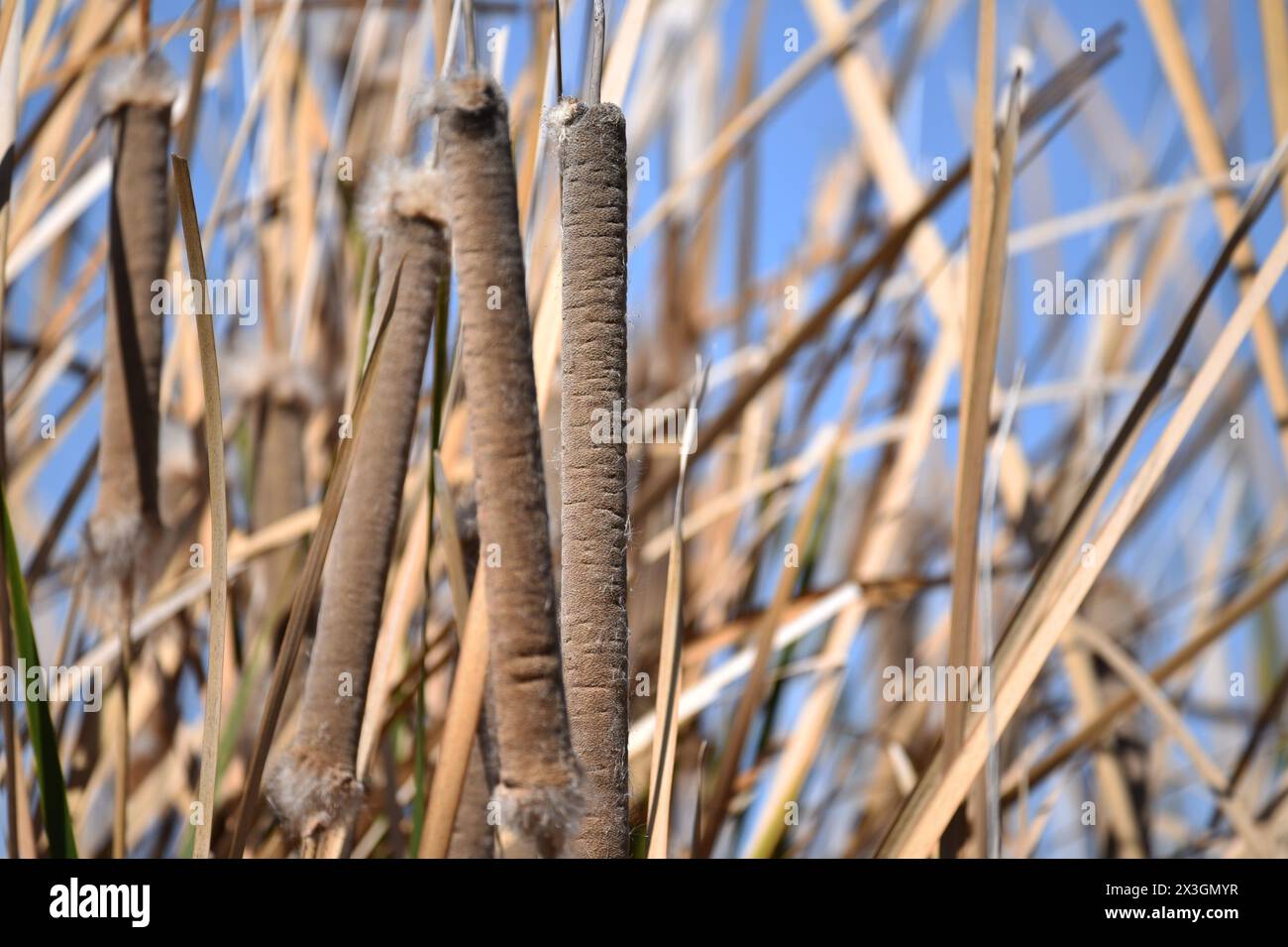 Textured background of cattails Stock Photo - Alamy