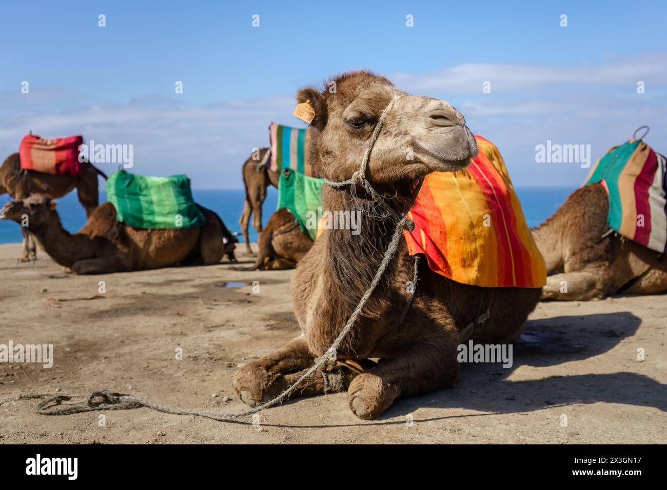 Close up of camels with saddles resting on a beach in Tangier, Morocco ...