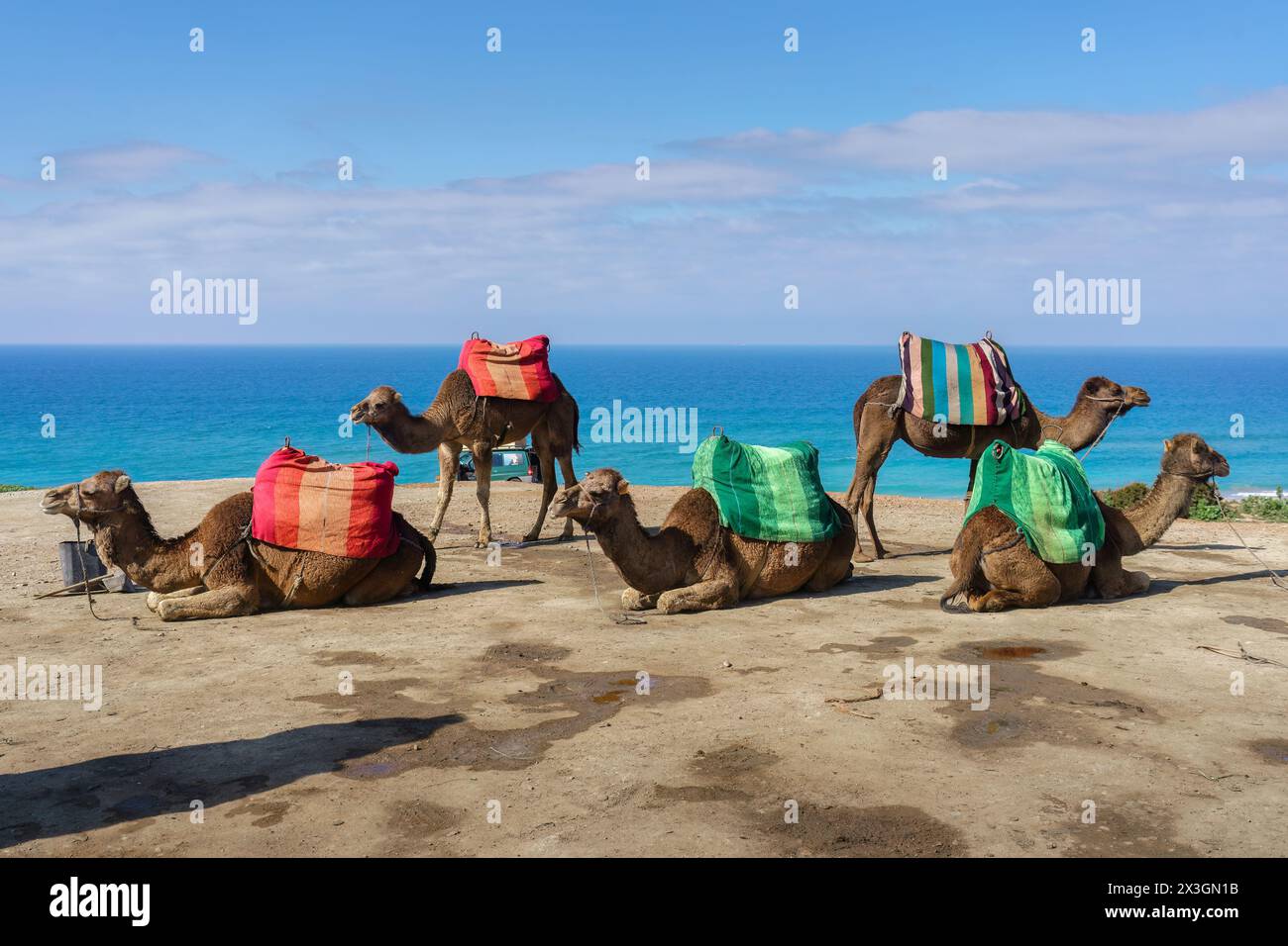Camels with saddles resting on a sandy beach in Tangier, Morocco Stock ...