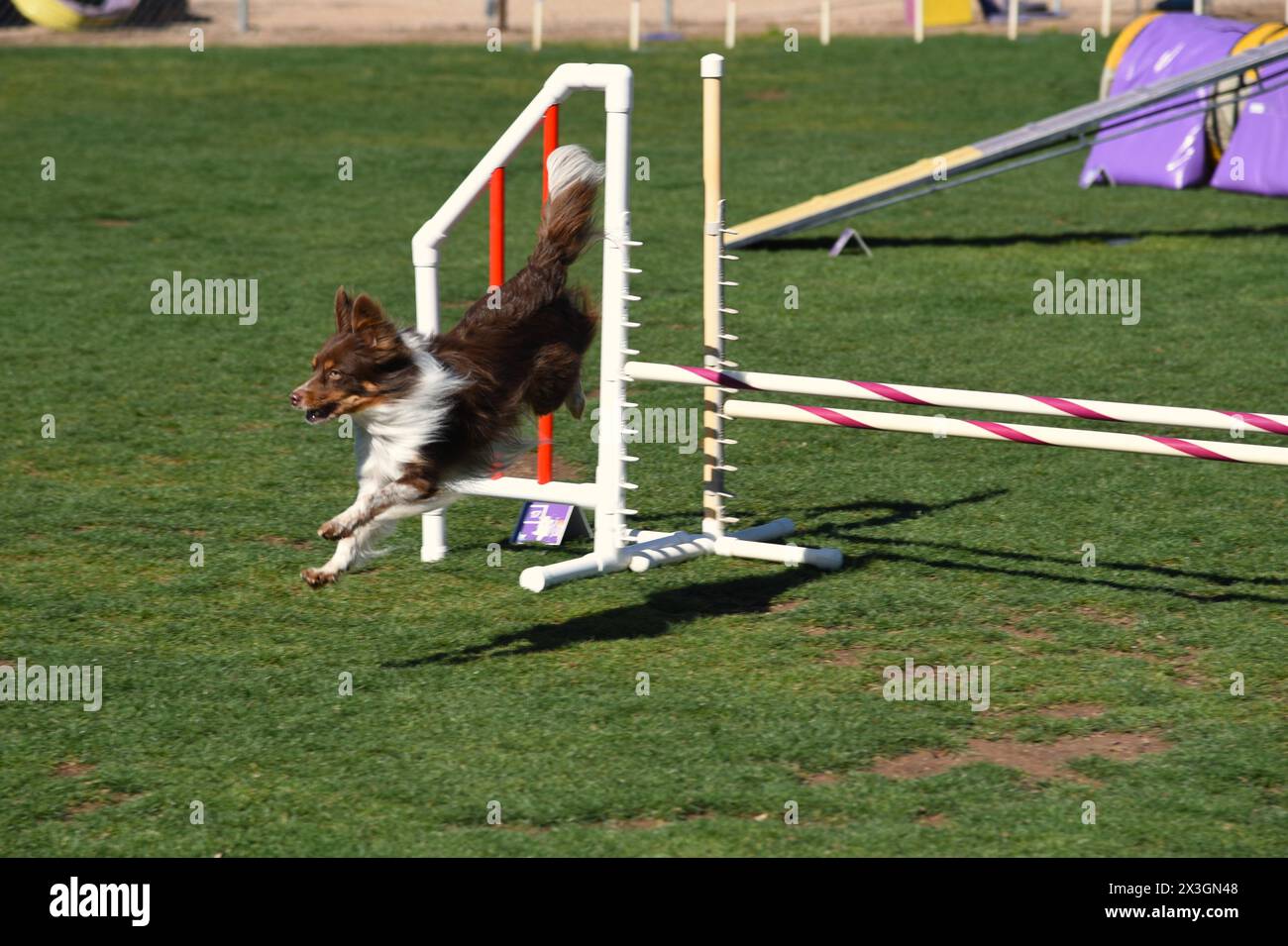 Dogs competing on an agility course Stock Photo - Alamy