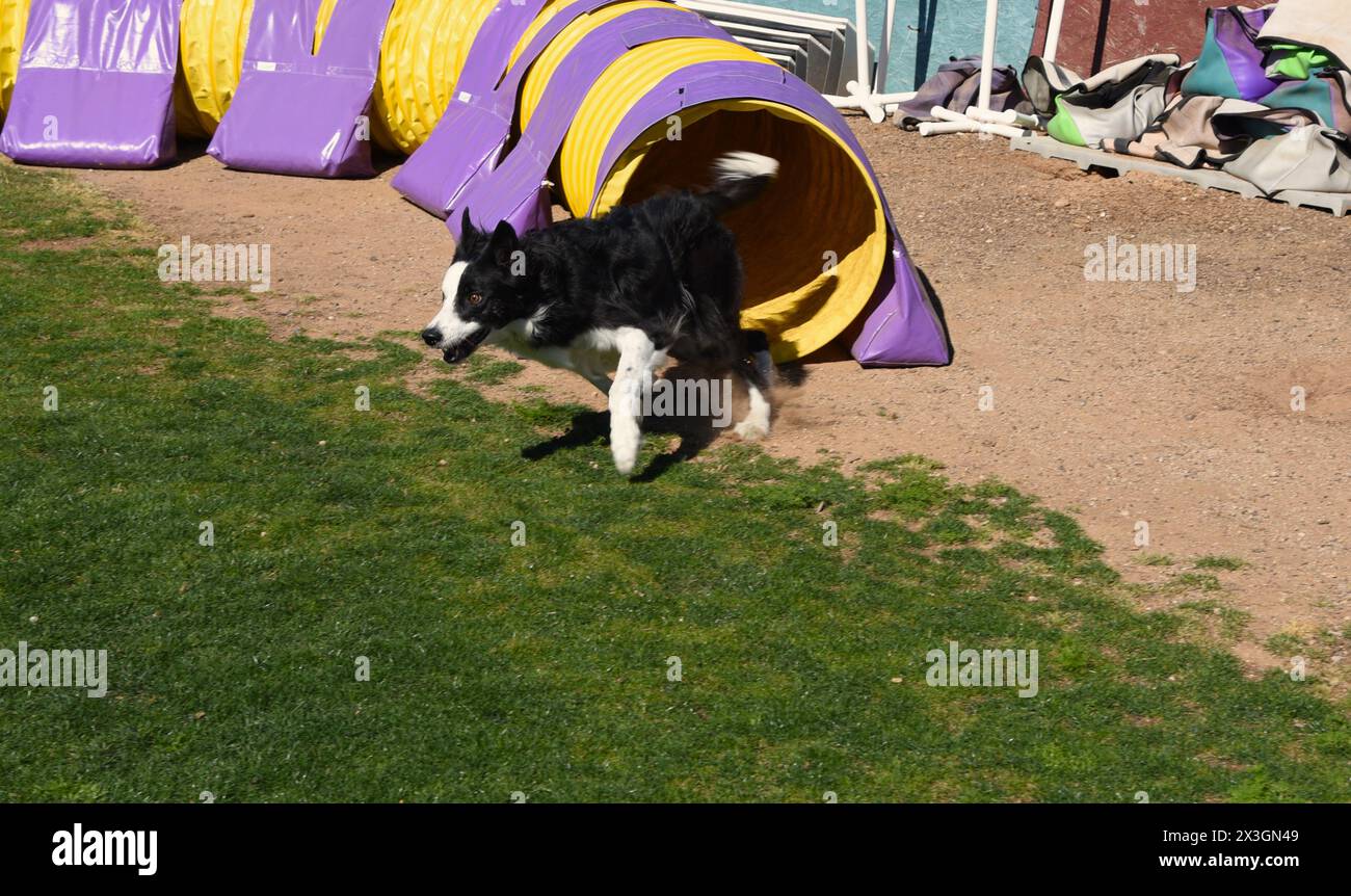 Dogs competing on an agility course Stock Photo - Alamy