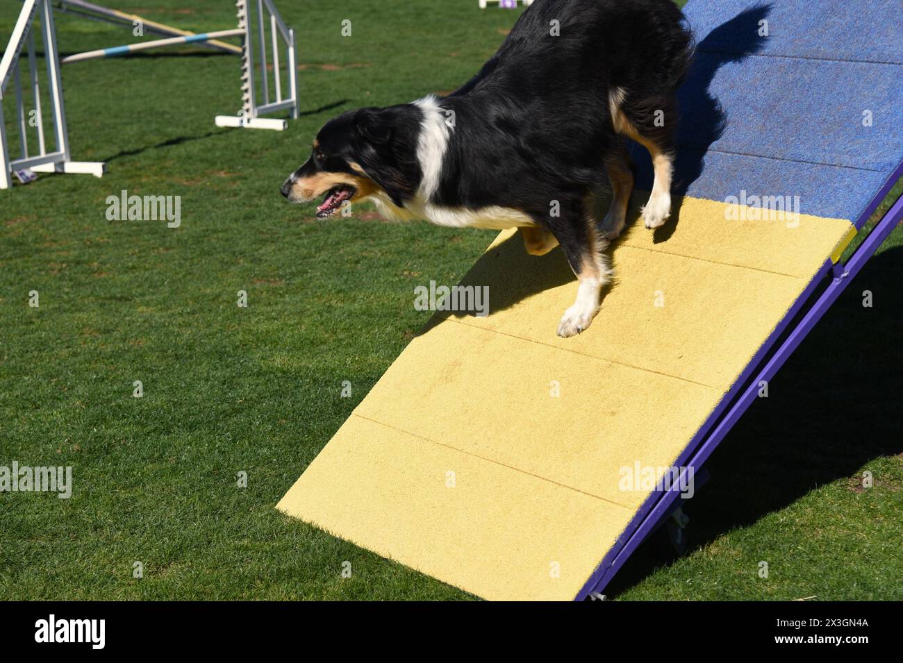 Dogs competing on an agility course Stock Photo - Alamy