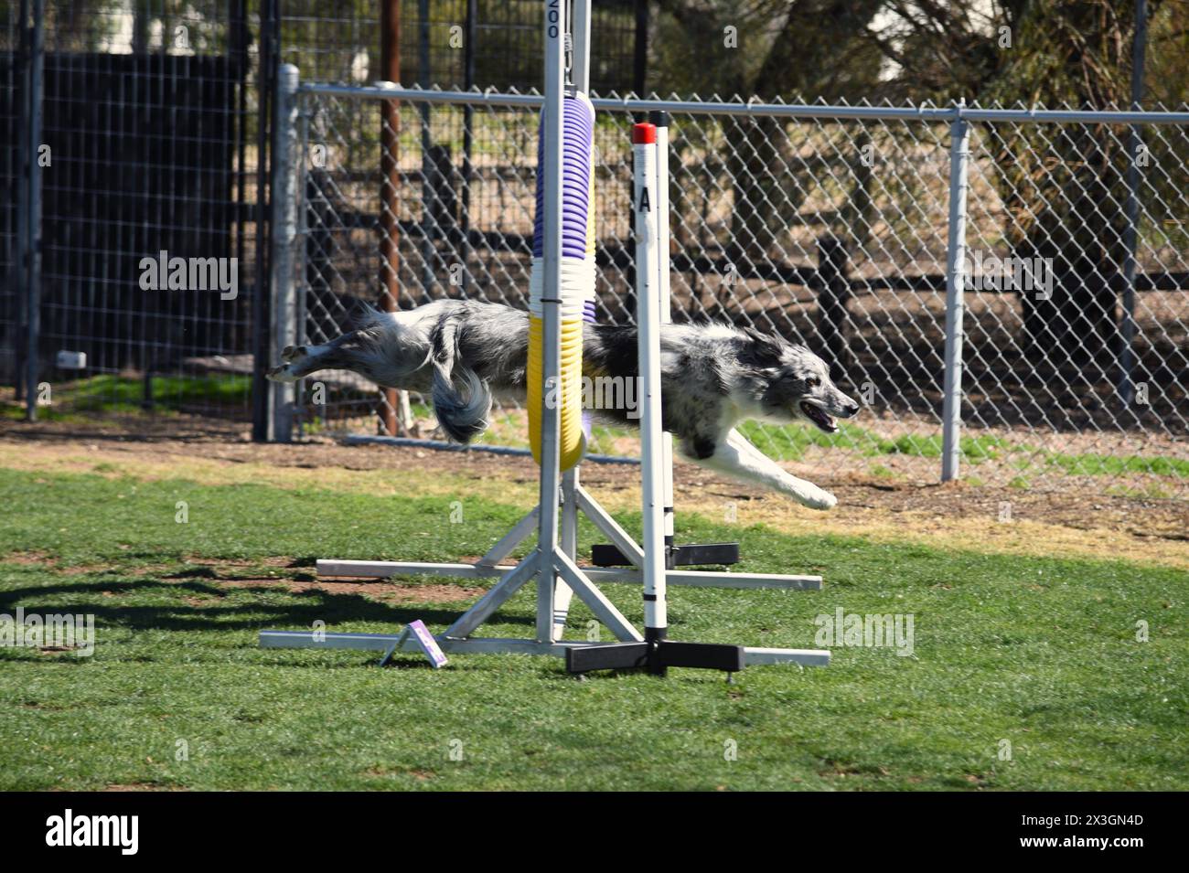 Dogs competing on an agility course Stock Photo - Alamy