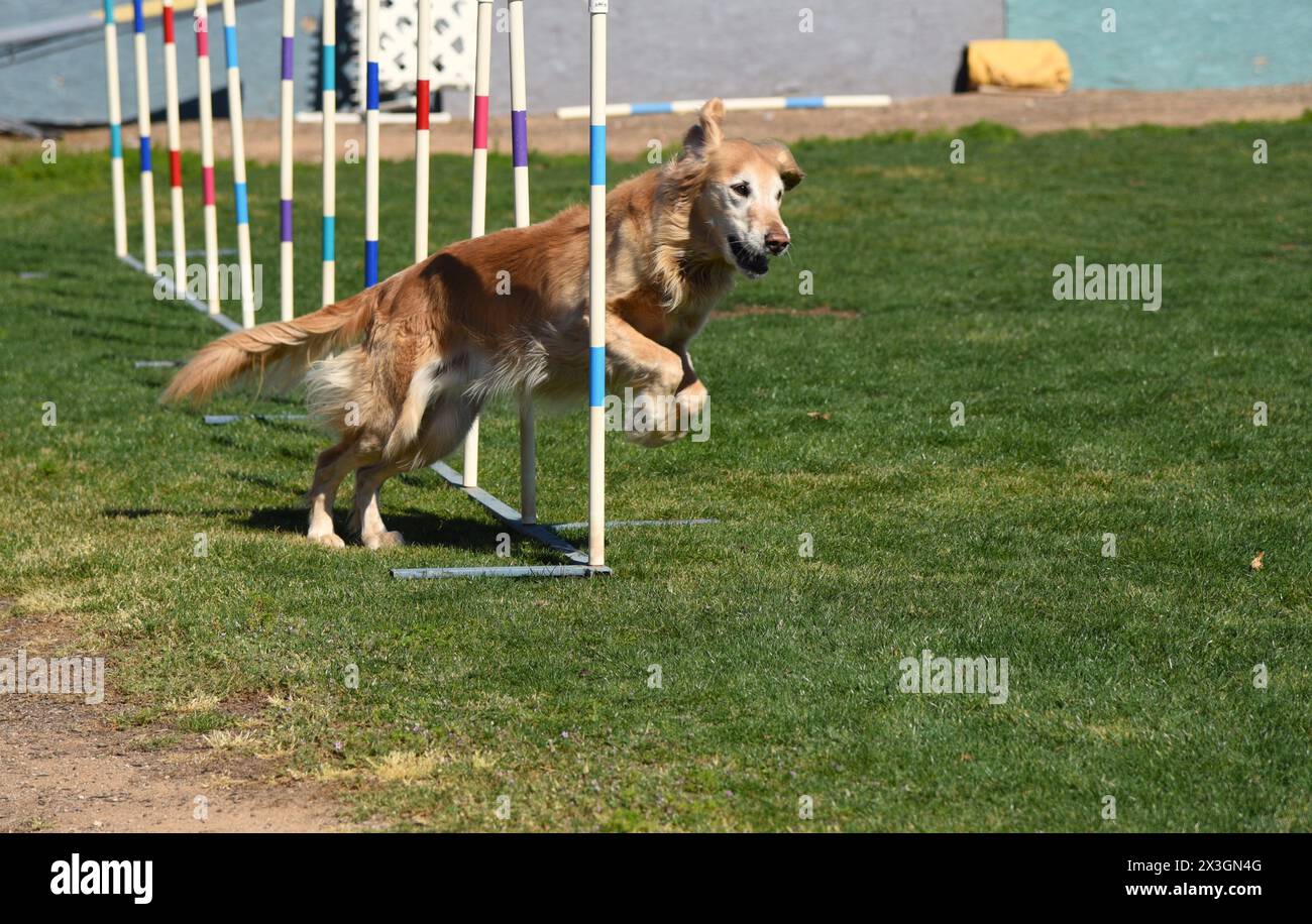 Dogs competing on an agility course Stock Photo - Alamy