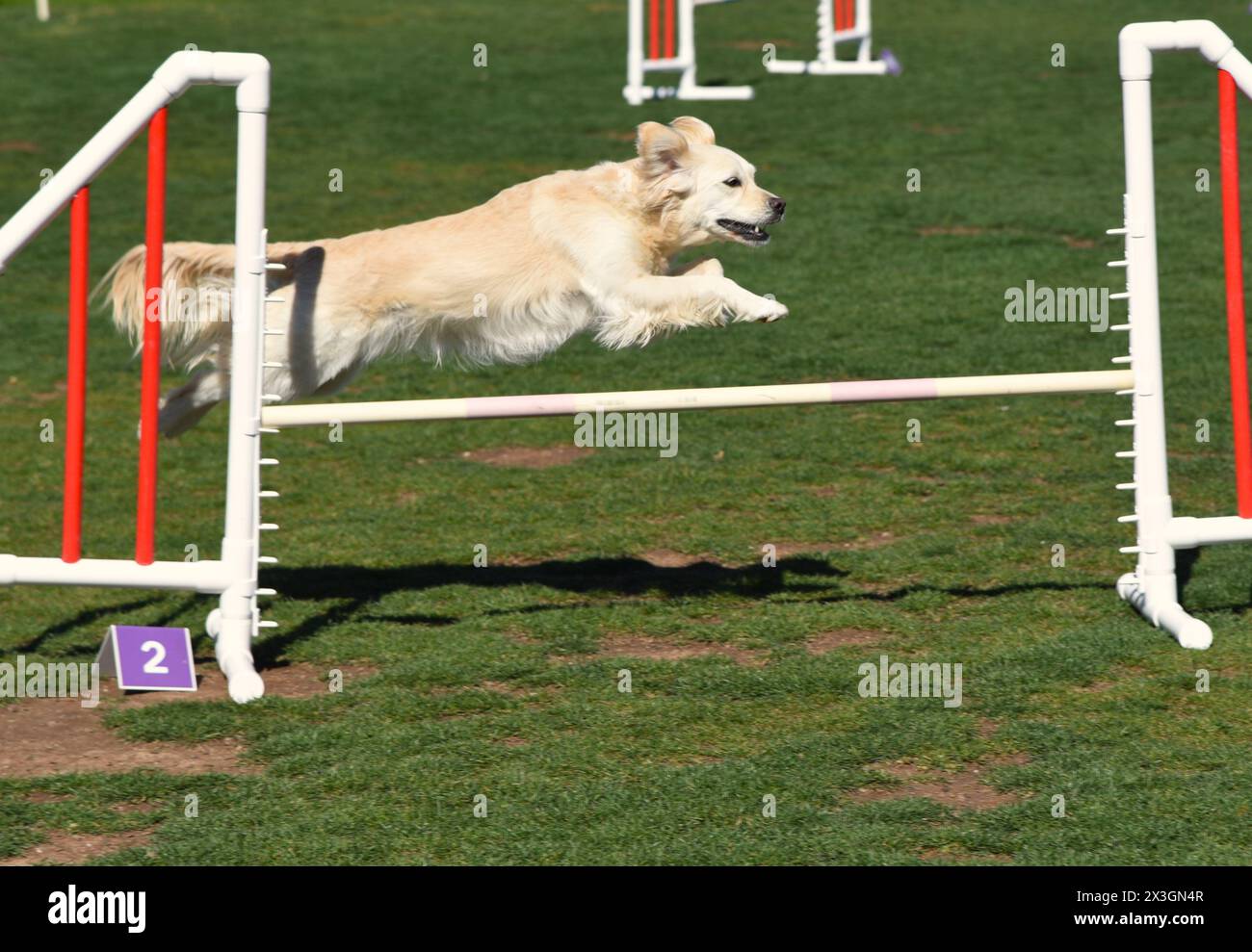 Dogs competing on an agility course Stock Photo - Alamy