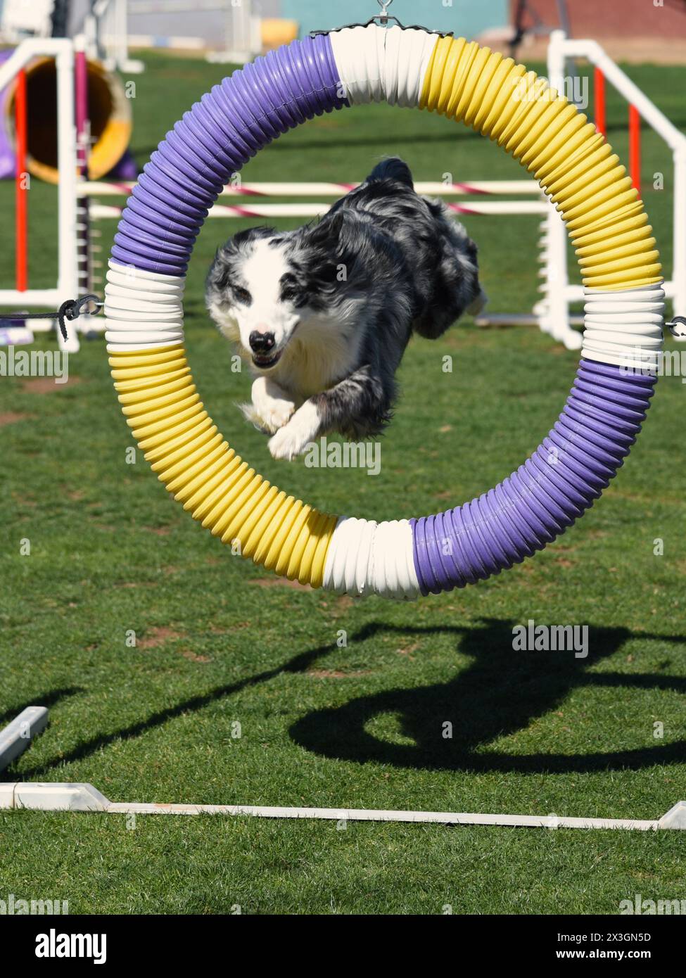 Dogs competing on an agility course Stock Photo - Alamy